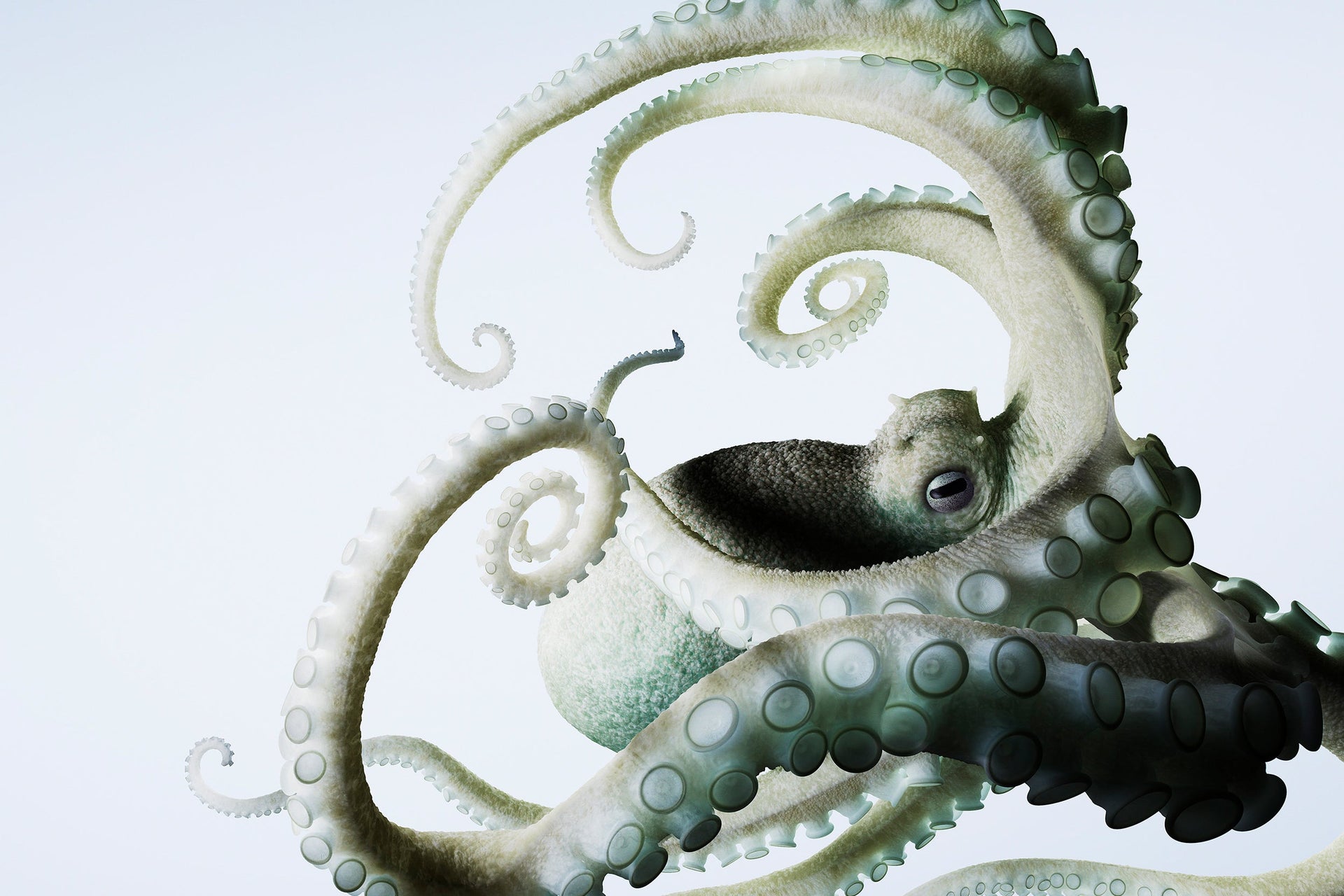 Nothing Phone (2) - Nothing China